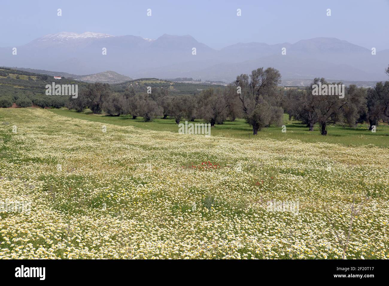 Flower meadow in Crete Stock Photo - Alamy