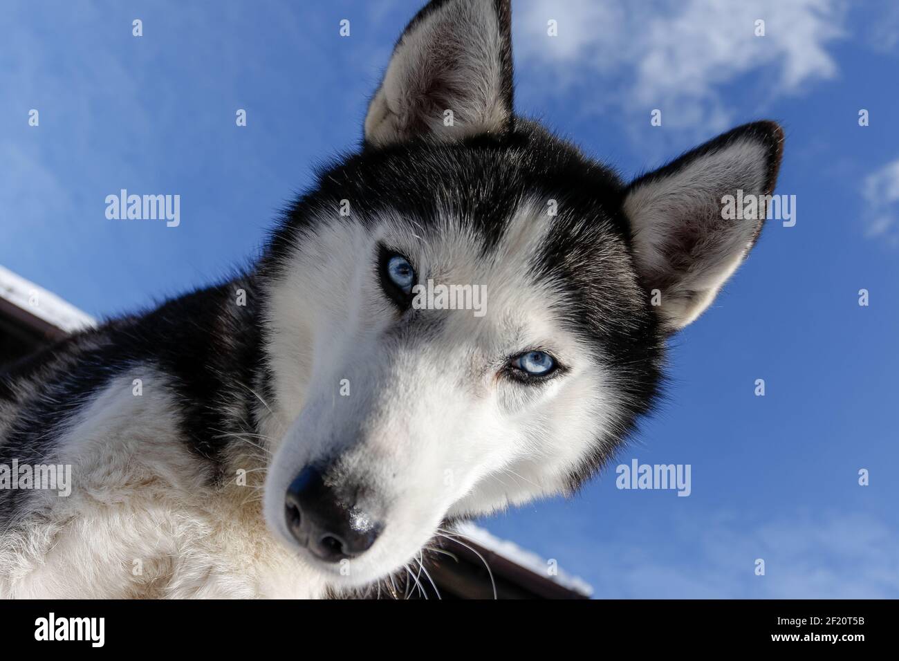 Portrait of a Siberian husky, friendship forever. Pet. Husky Stock ...