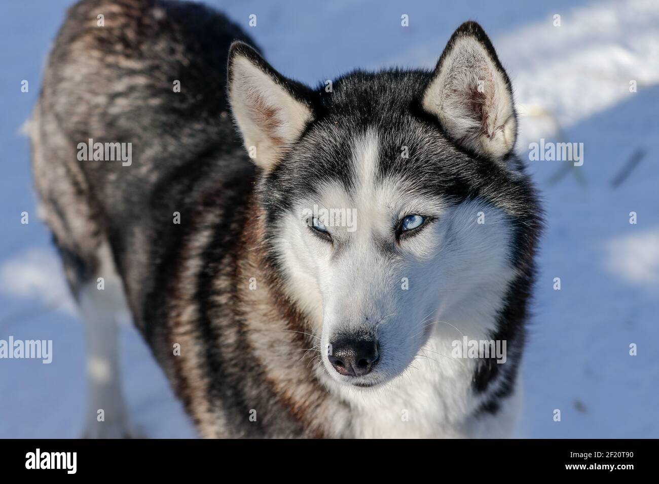 Portrait of a Siberian husky, friendship forever. Pet. Husky Stock ...