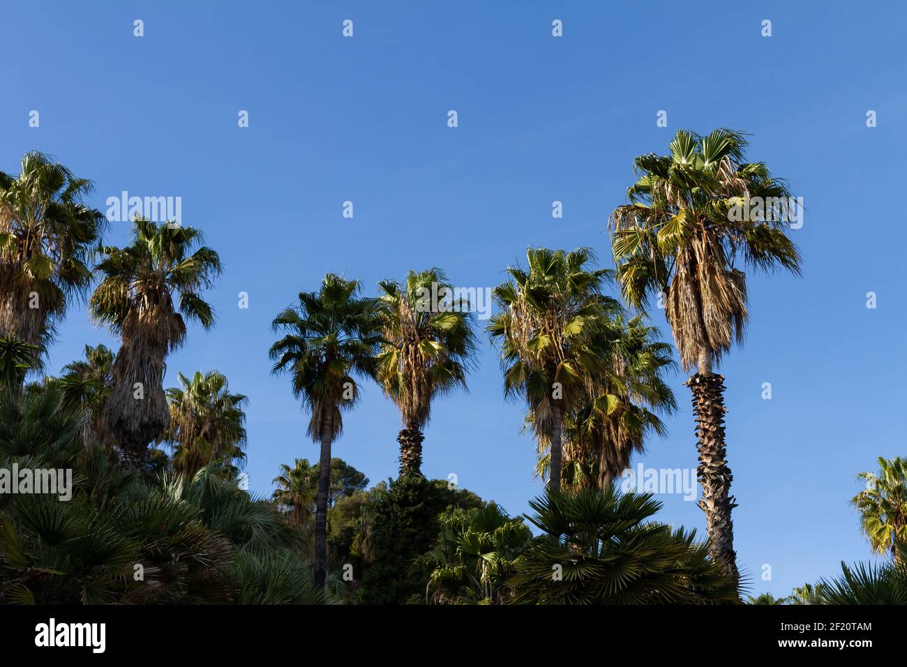 A vertical of the tall Chinese fan palm trees against the blue sky ...