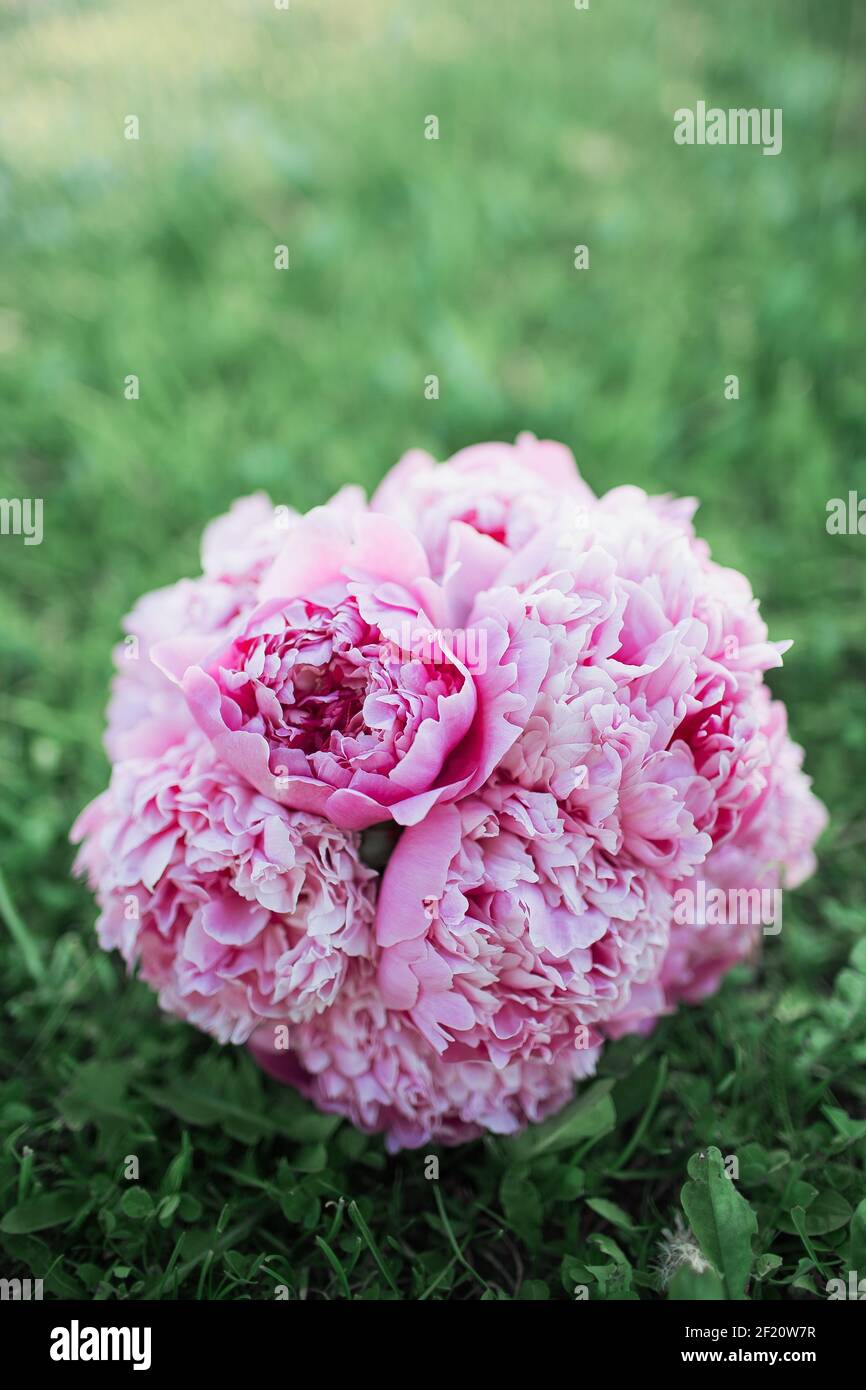 Pink peonies lies hi-res stock photography and images - Alamy