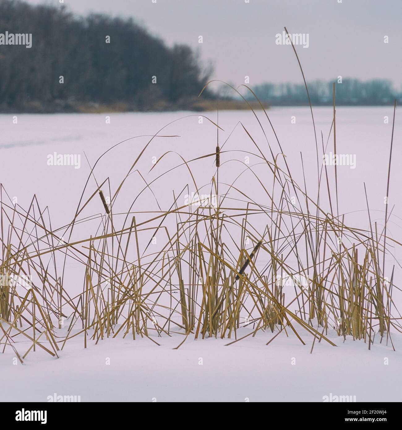 Dry cattail, marsh grass on a snowy background in winter Stock Photo ...