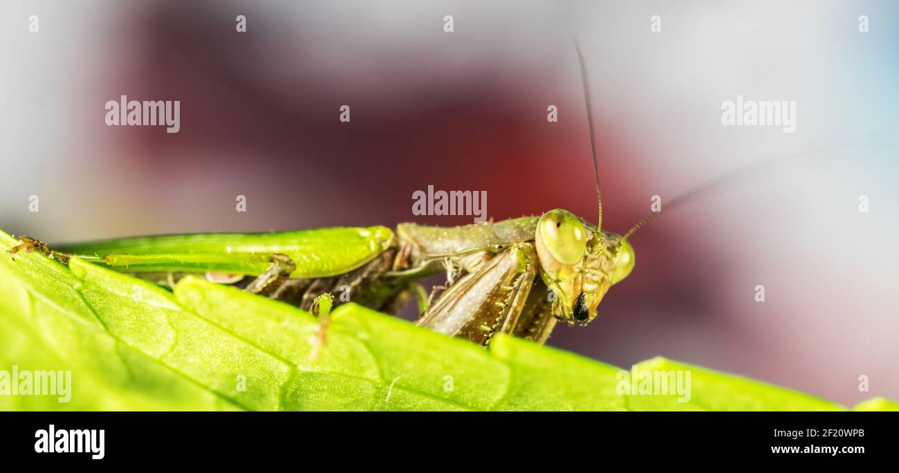 A small green mantis bug on a leaf on a blurred background Stock Photo ...