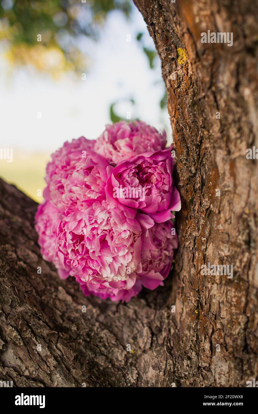 Tree Peonies High Resolution Stock Photography and Images - Alamy