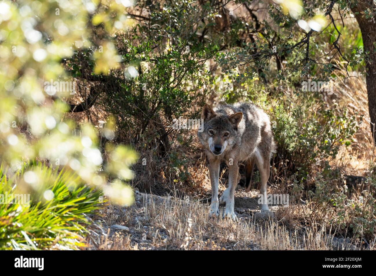 Eurasian wolf (Canis lupus lupus) also known as the European wolf ...