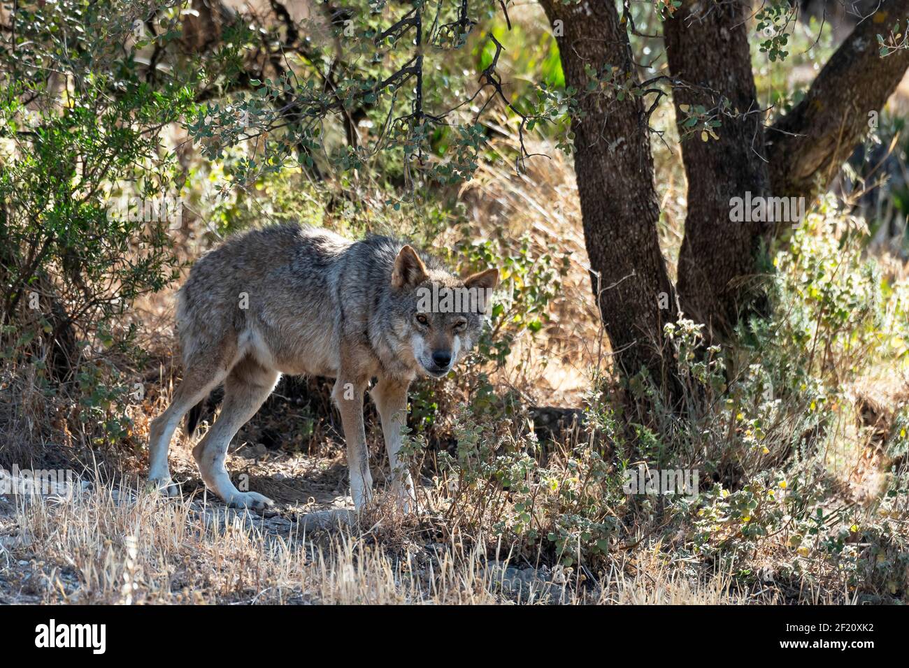Eurasian wolf (Canis lupus lupus) also known as the European wolf ...