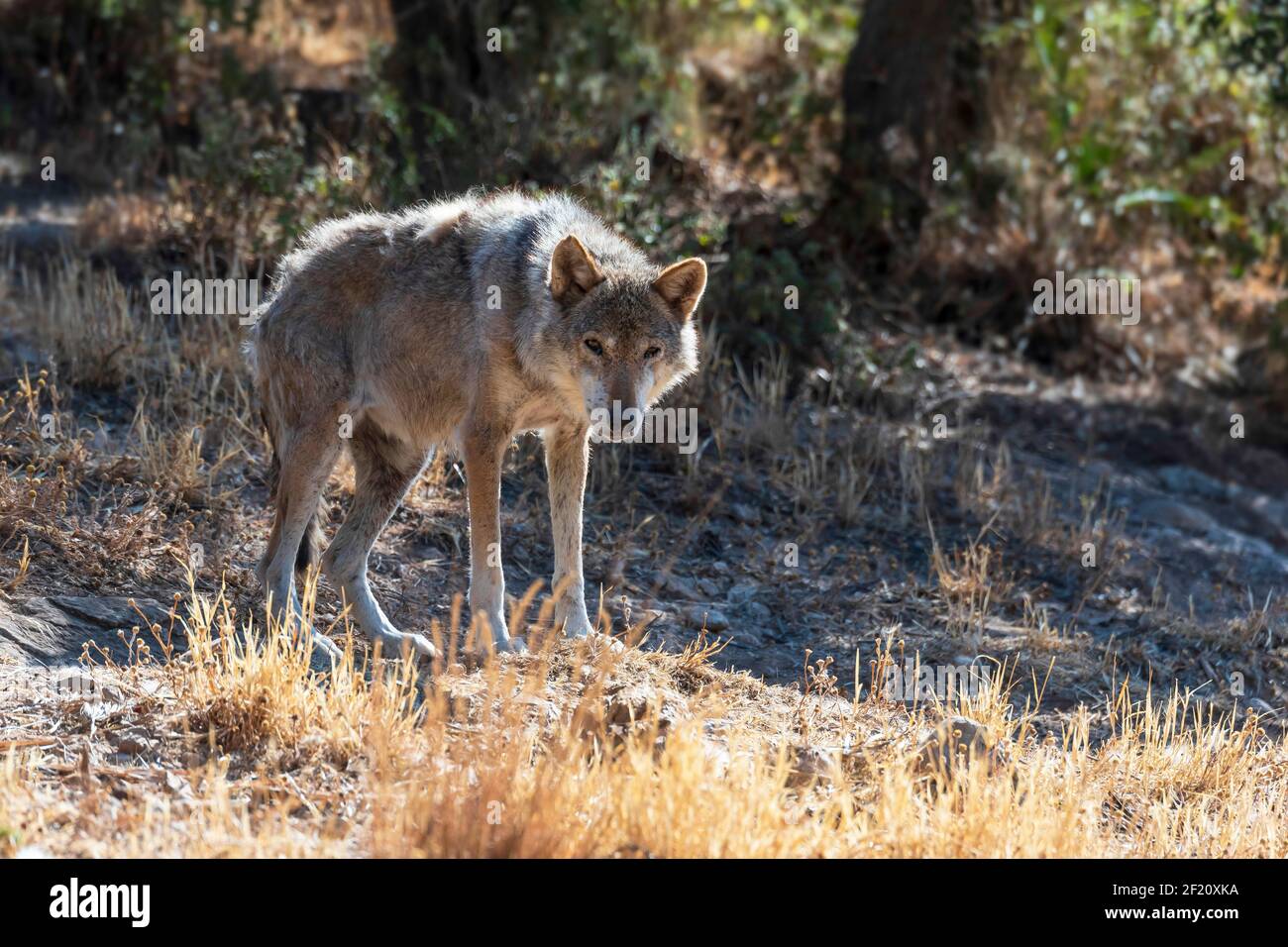 Eurasian wolf (Canis lupus lupus) also known as the European wolf ...