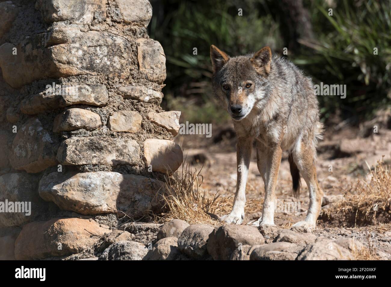 Eurasian wolf (Canis lupus lupus) also known as the European wolf ...