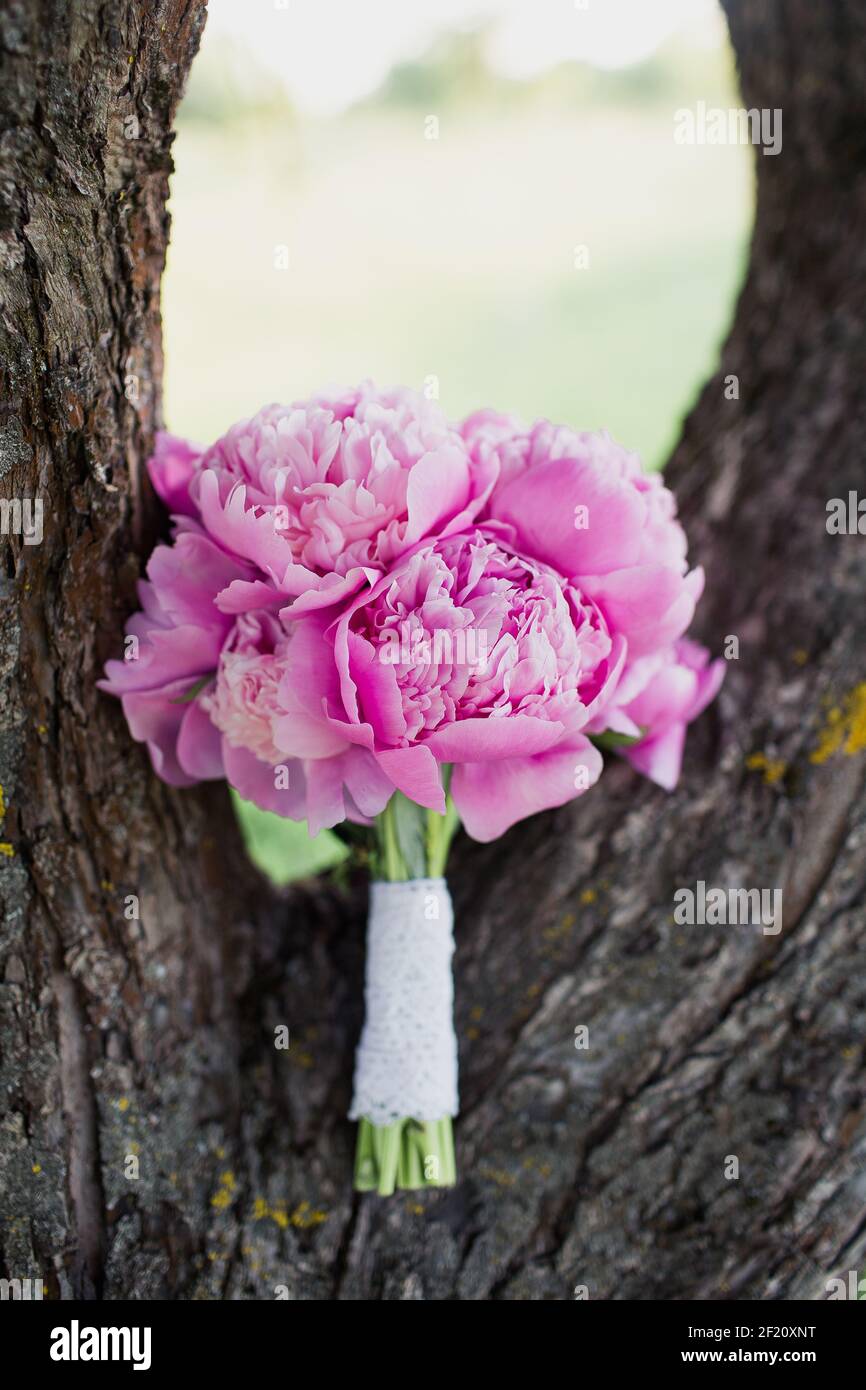 Tree Peonies High Resolution Stock Photography and Images - Alamy
