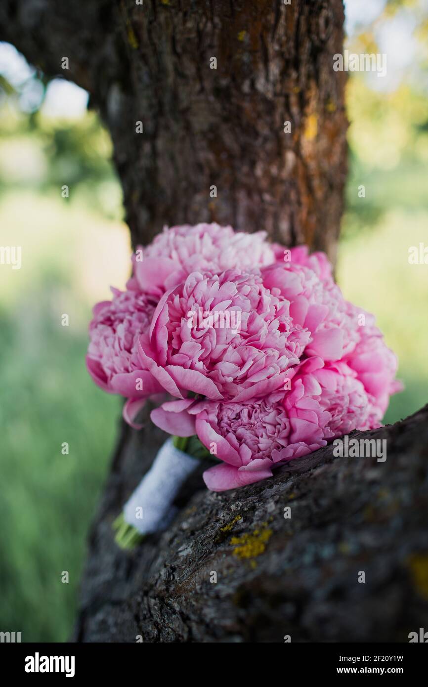 Tree Peonies High Resolution Stock Photography and Images - Alamy