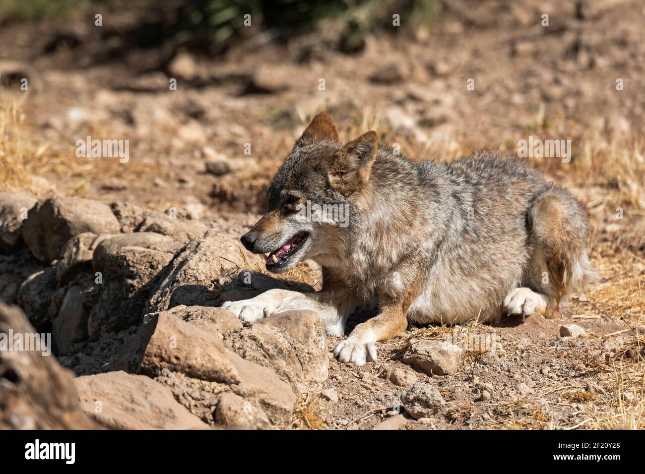 Eurasian wolf (Canis lupus lupus) also known as the European wolf ...