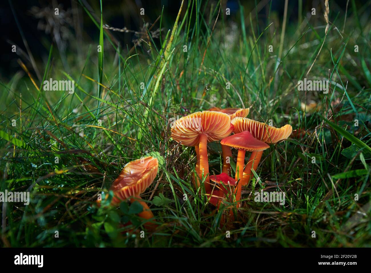 Red waxy cap mushroom from central Europe - Slovakia Stock Photo - Alamy