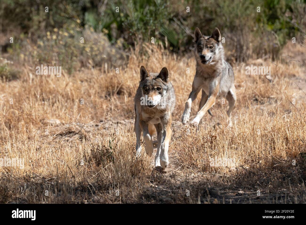 Eurasian wolves (Canis lupus lupus) also known as European wolves ...