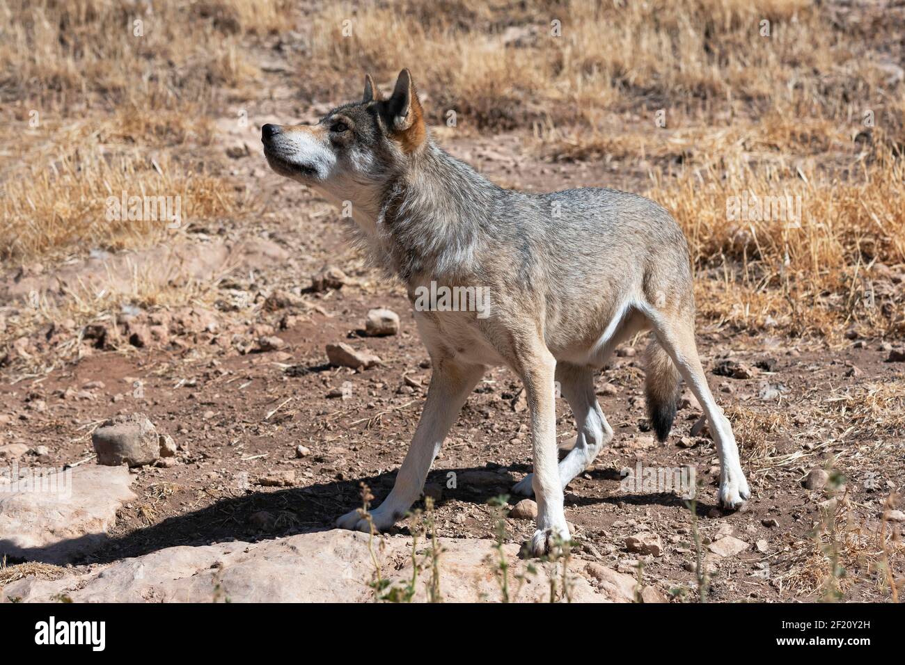 Eurasian wolves (Canis lupus lupus) also known as European wolves ...