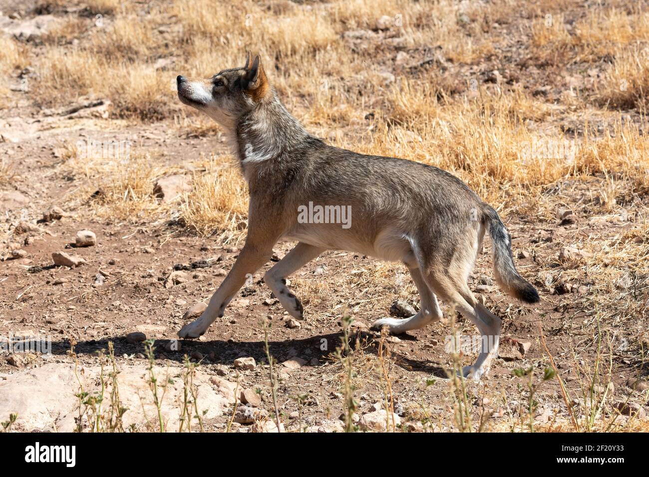 Eurasian wolf (Canis lupus lupus) also known as the European wolf ...