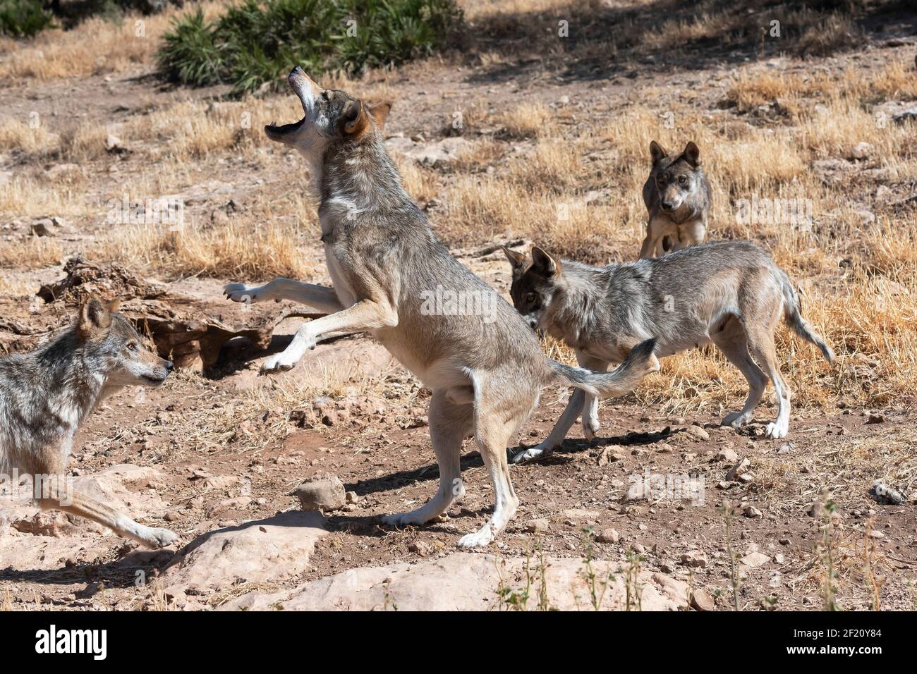 Pack of Eurasian wolves (Canis lupus lupus) also known as European ...