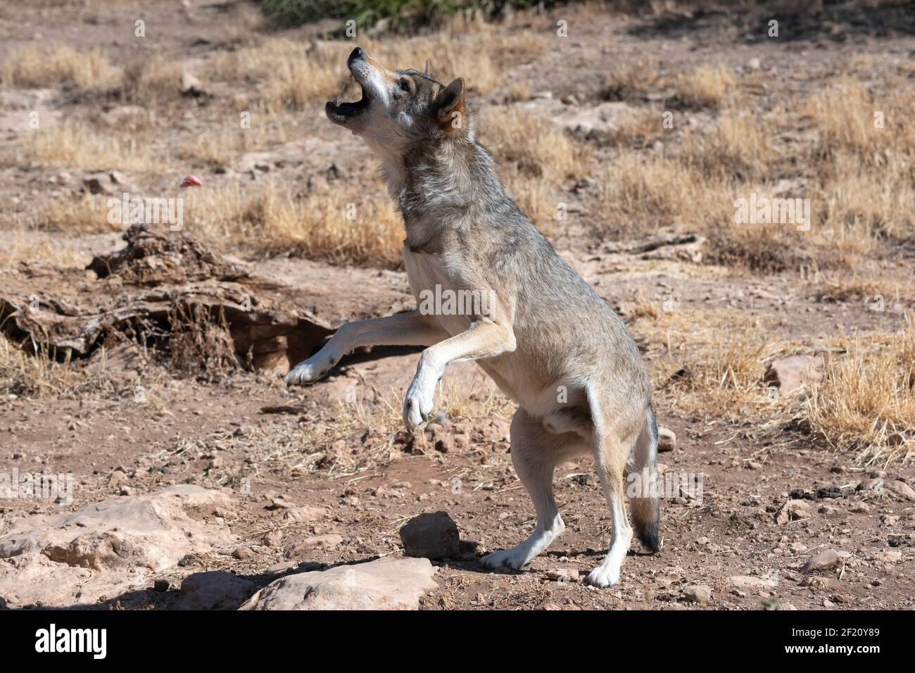 Eurasian wolf (Canis lupus lupus) also known as the European wolf in ...