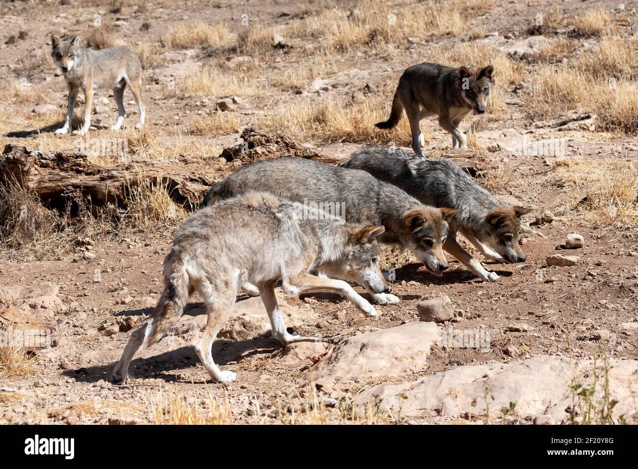 Pack of Eurasian wolves (Canis lupus lupus) also known as European ...