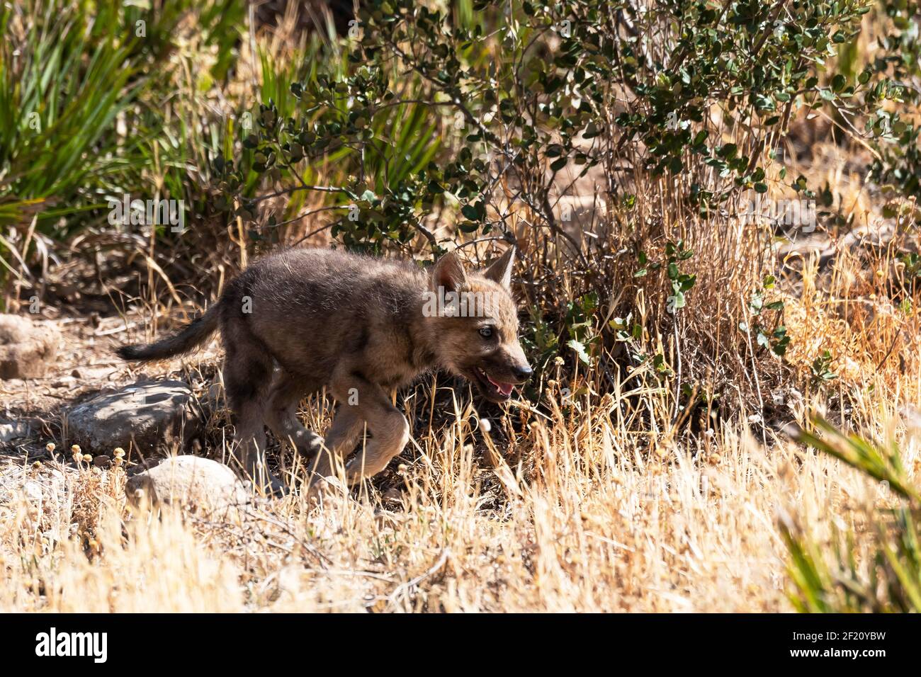 Eurasian wolf pup (Canis lupus lupus) also known as the European wolf ...