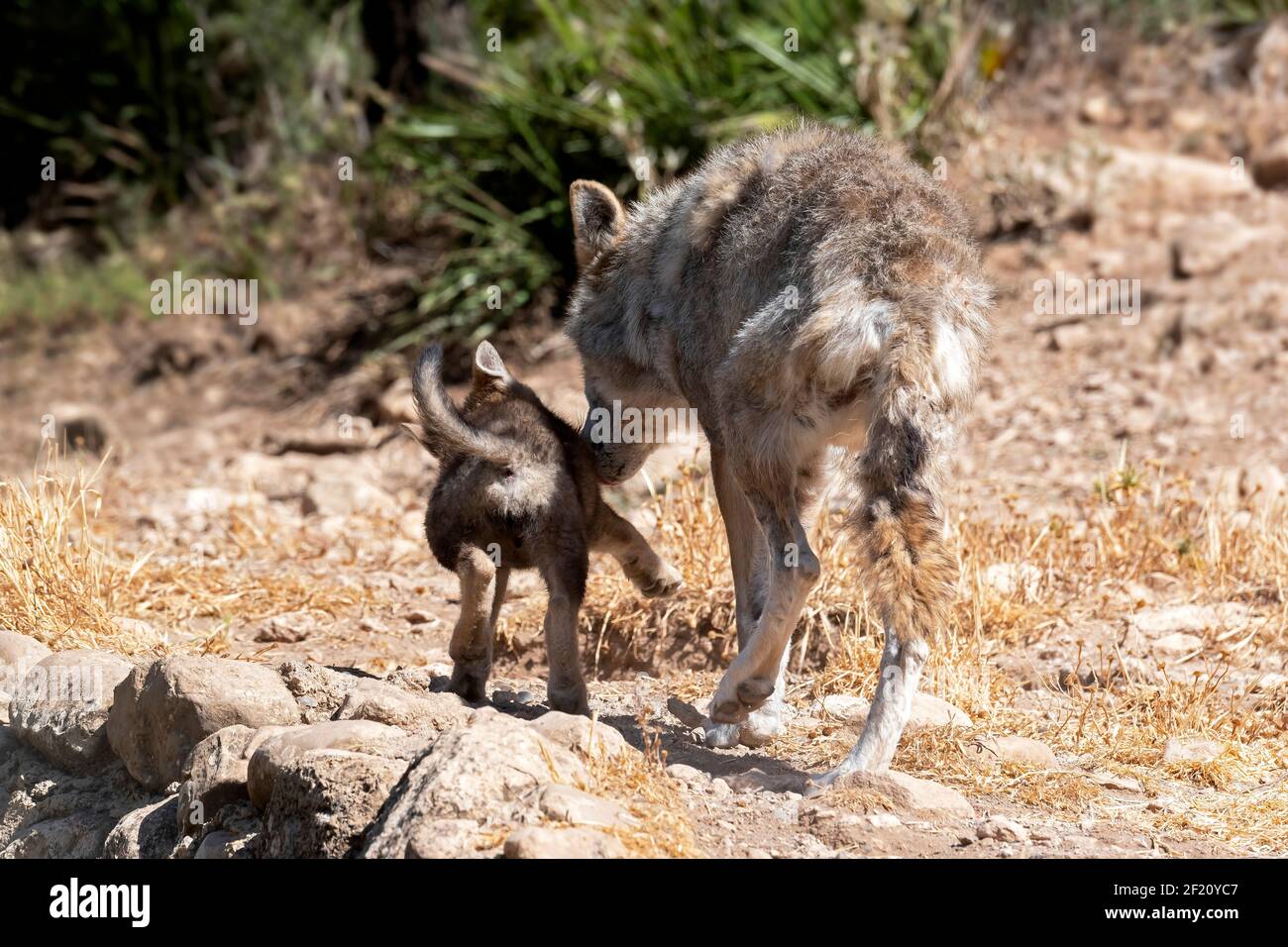 Eurasian wolf (Canis lupus lupus): female with pup, Andalusia, Spain ...