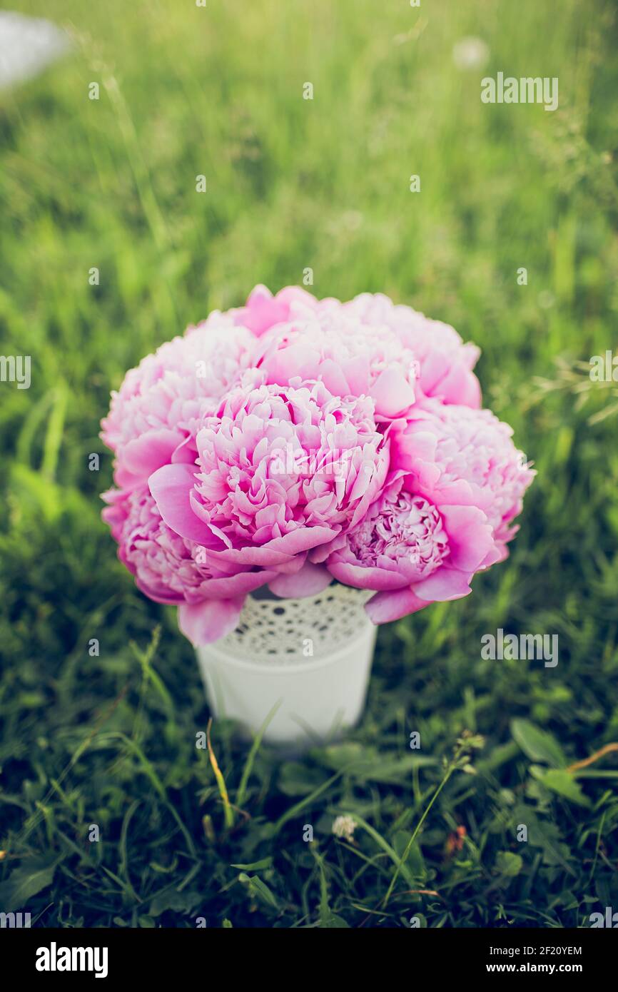 Peony stands hi-res stock photography and images - Alamy