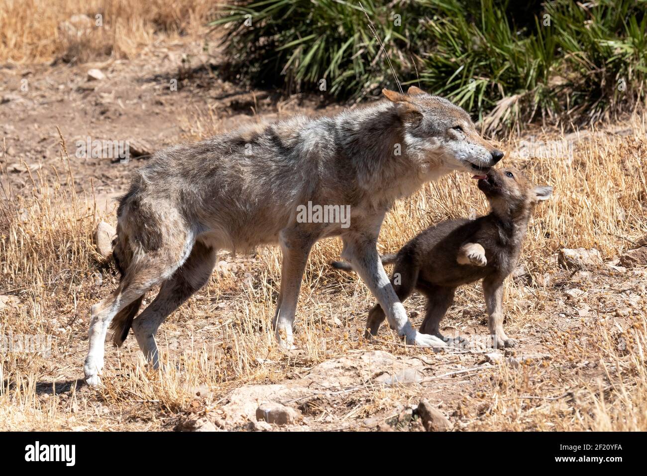 Eurasian wolf (Canis lupus lupus): female with pup, Andalusia, Spain ...