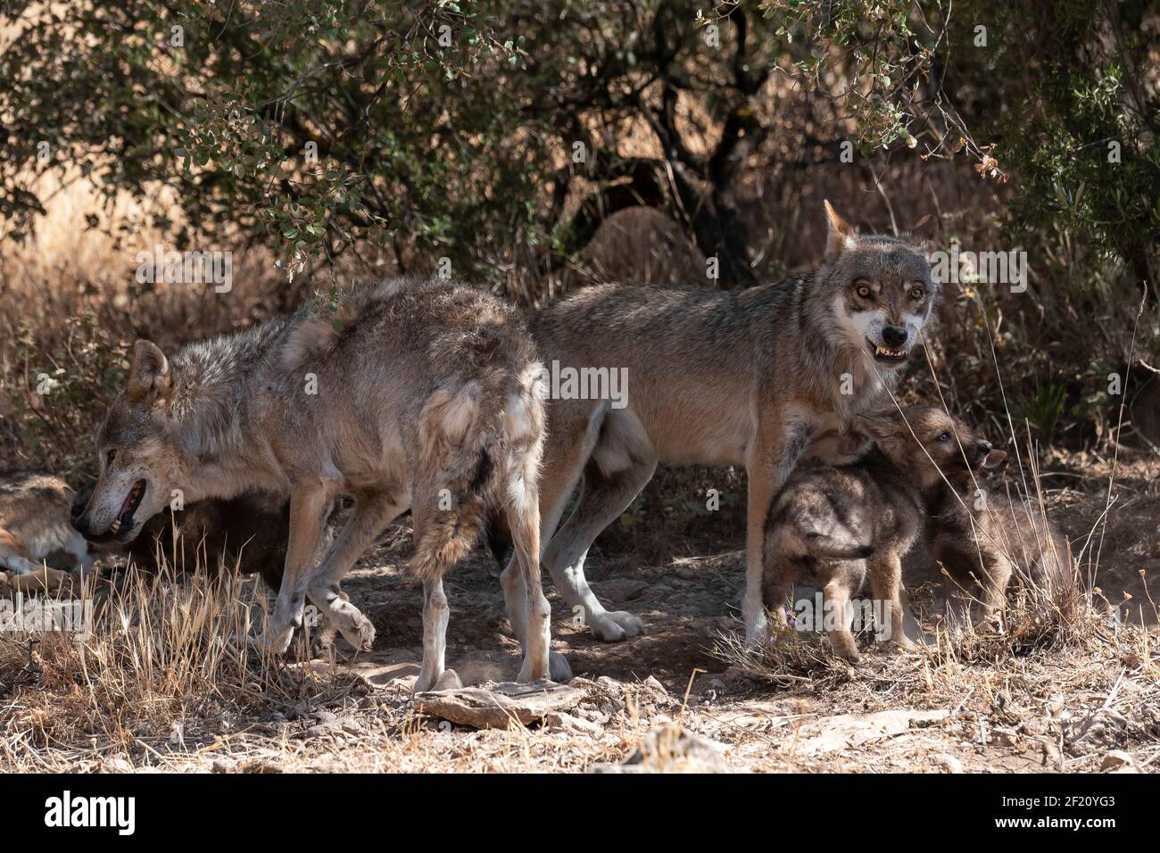 Pack of Eurasian wolves (Canis lupus lupus) with pups, Andalusia, Spain ...