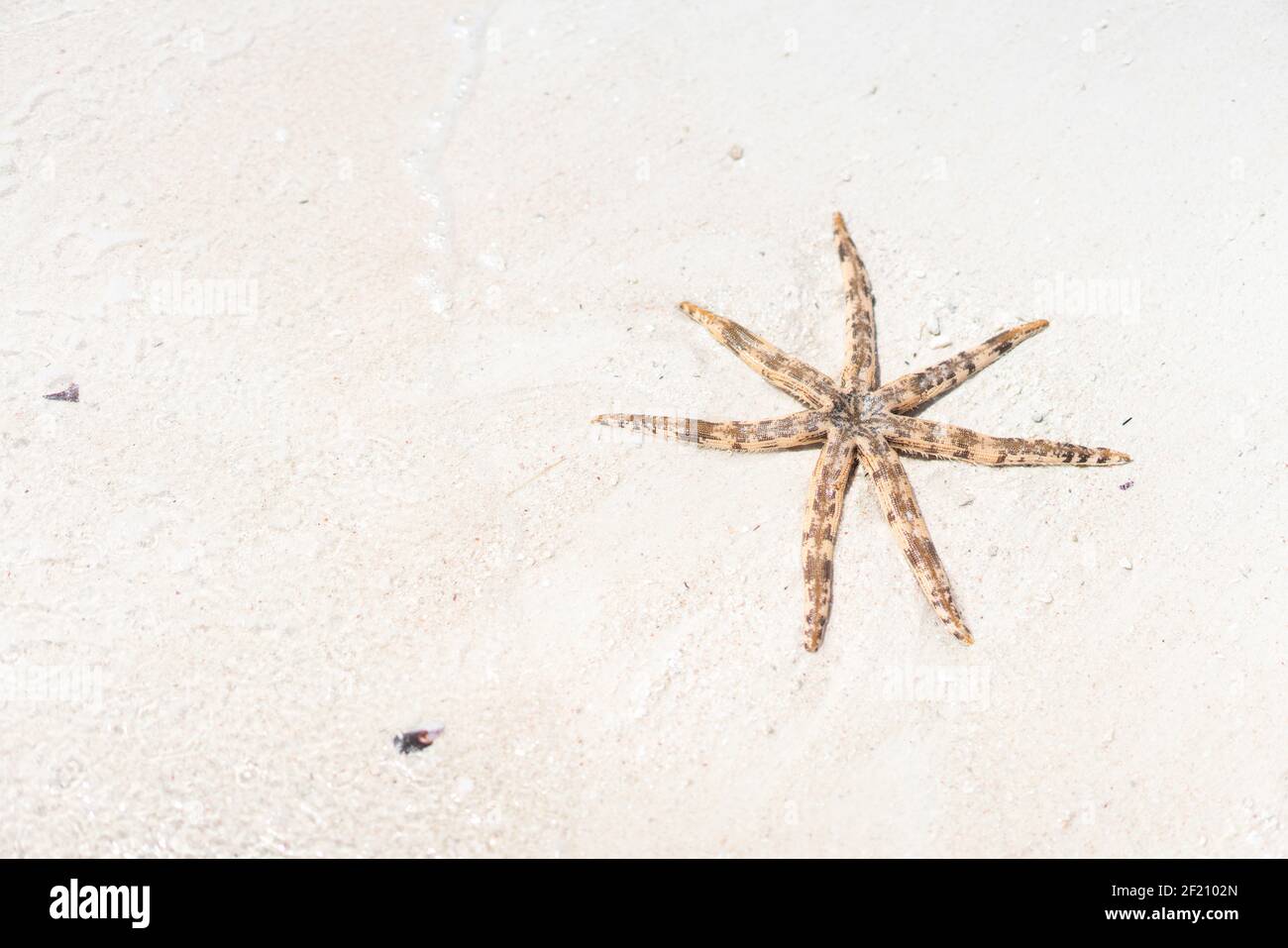 Seastar sea star on the beach sand Stock Photo - Alamy