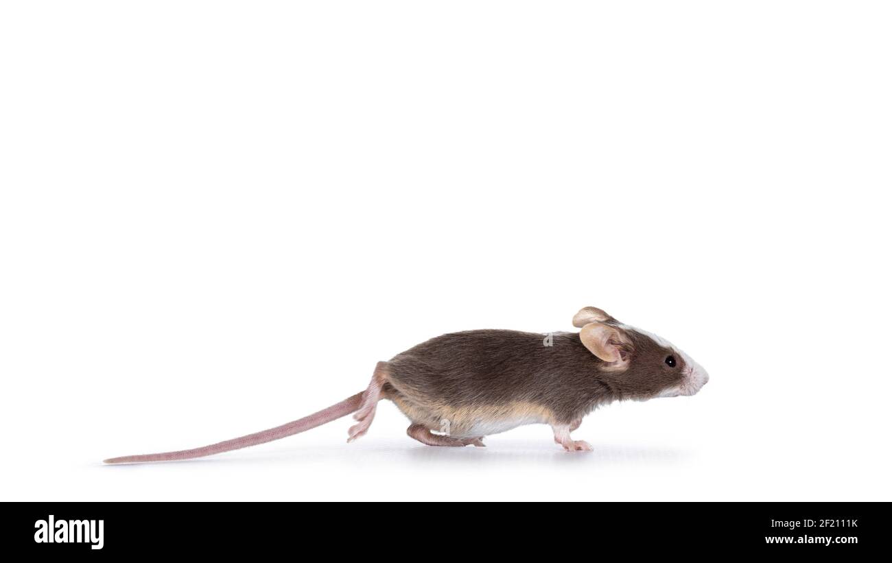 Cute brow with white baby mouse, running side ways. Iolated on white ...