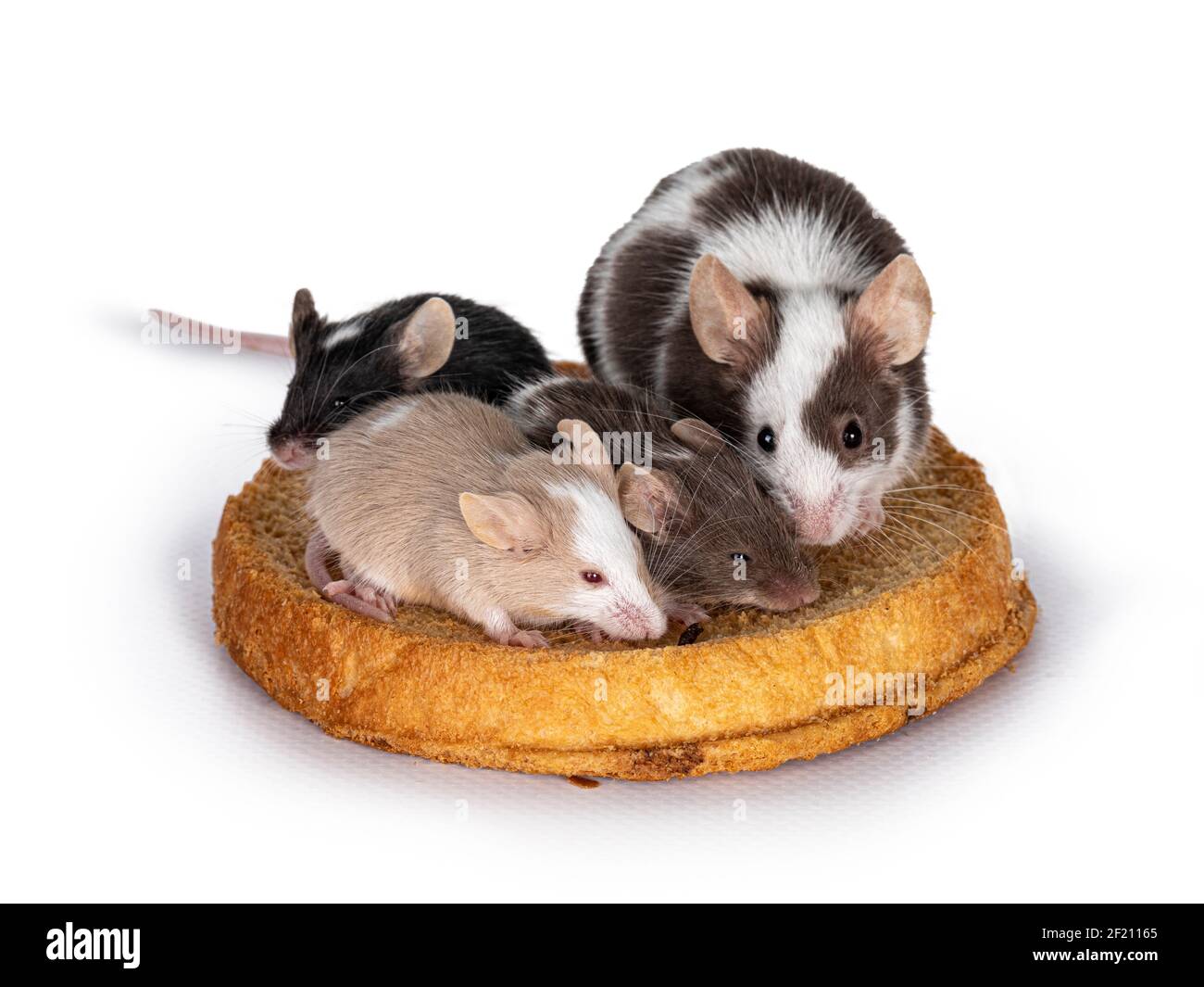 Multiple baby and mother mice, sitting on a piece of toast. Looking ...