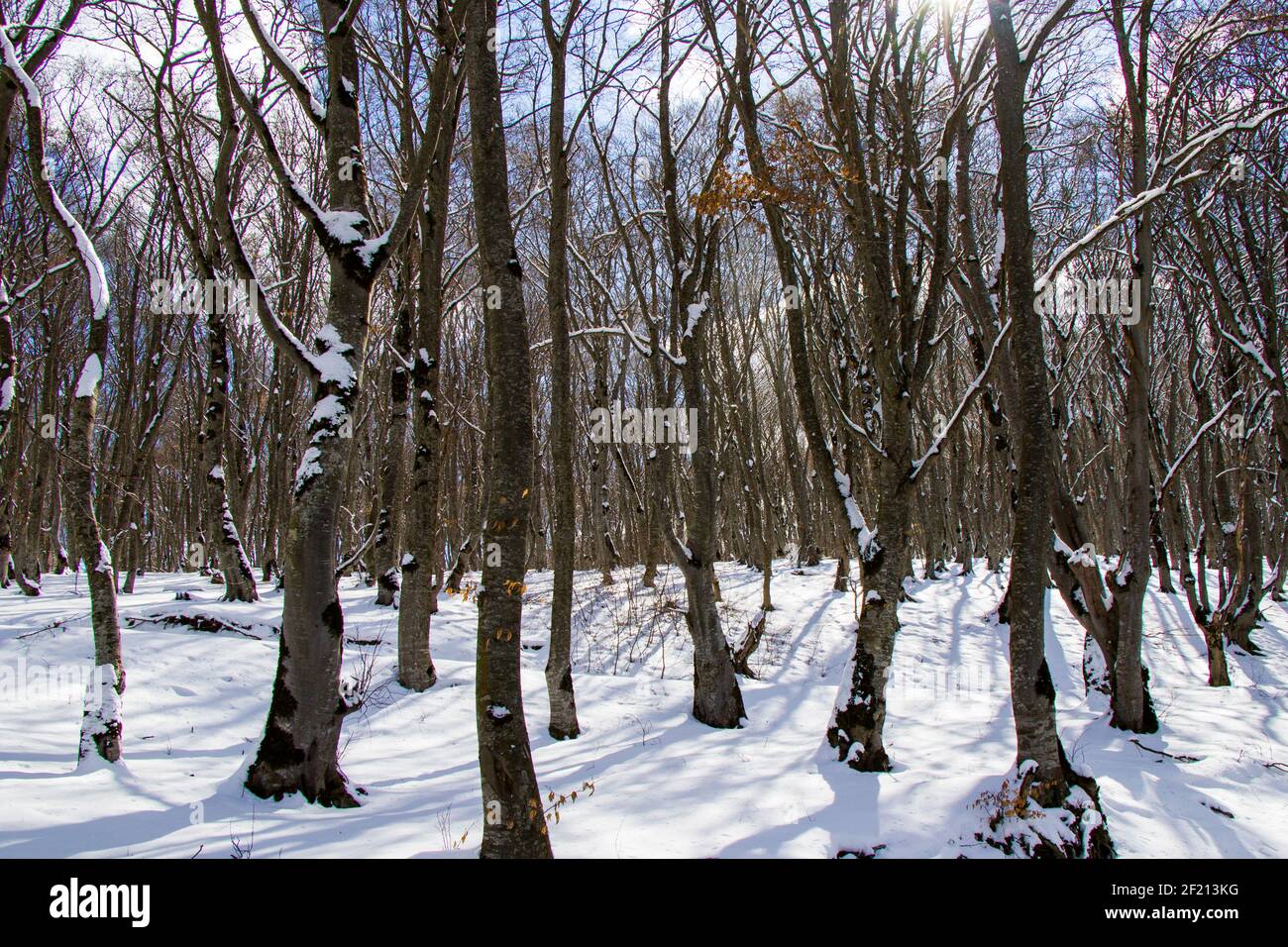 Sabaduri forest hi-res stock photography and images - Alamy
