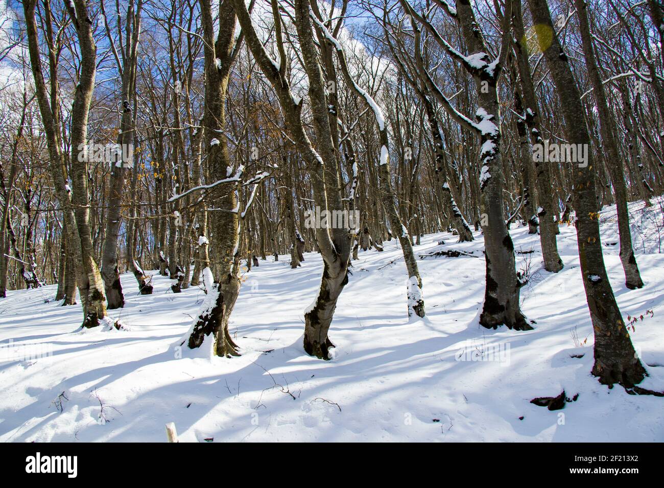 Sabaduri forest during sunlight, winter landscape, snow and trees in ...