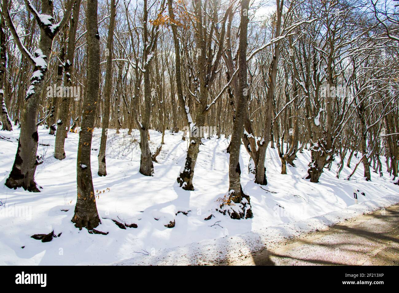 Sabaduri forest hi-res stock photography and images - Alamy