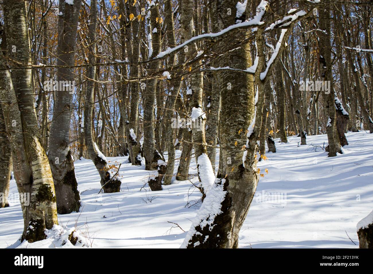 Sabaduri forest hi-res stock photography and images - Alamy
