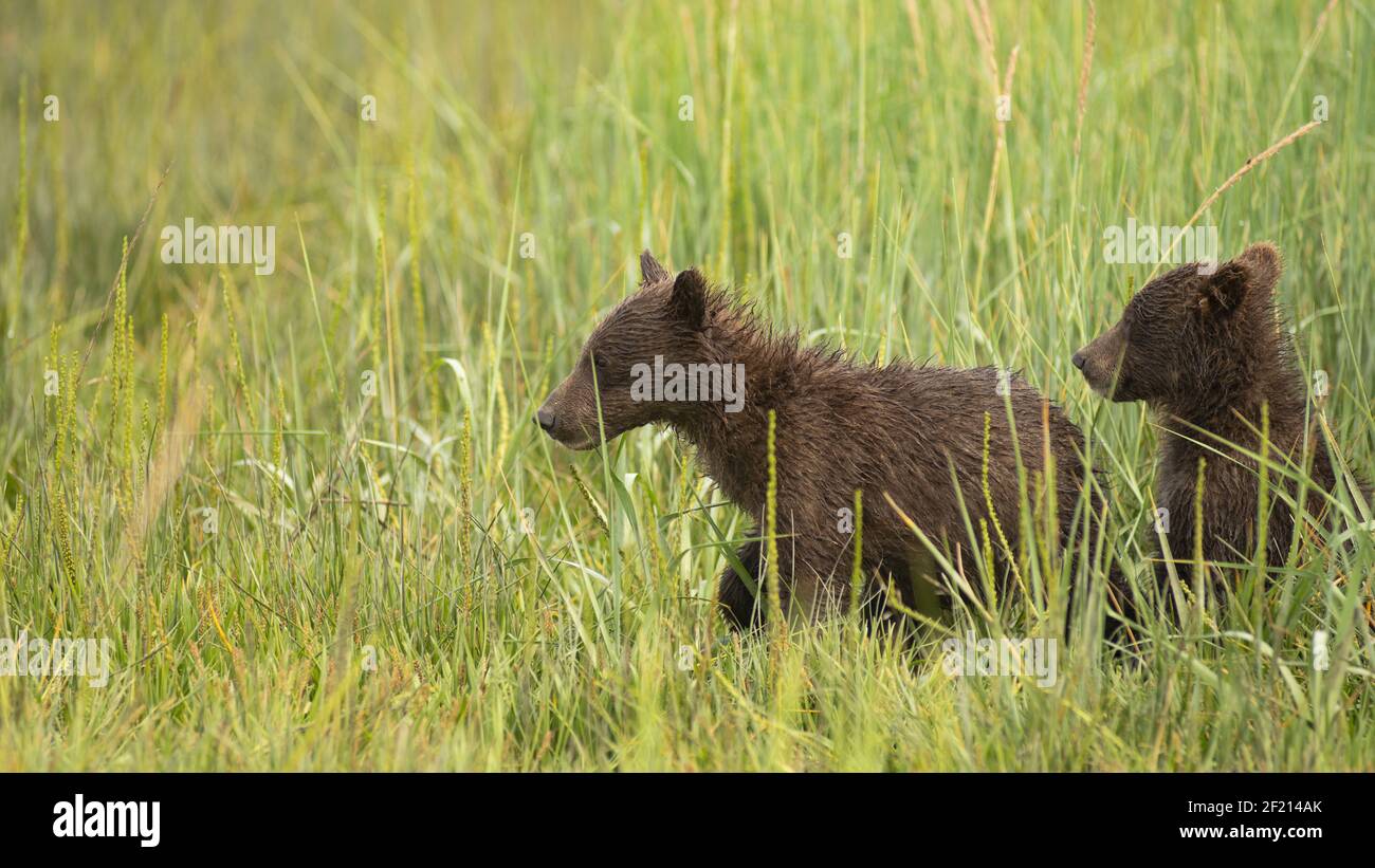 Young Grizzly Bear cubs running in the tall grass looking for thier ...