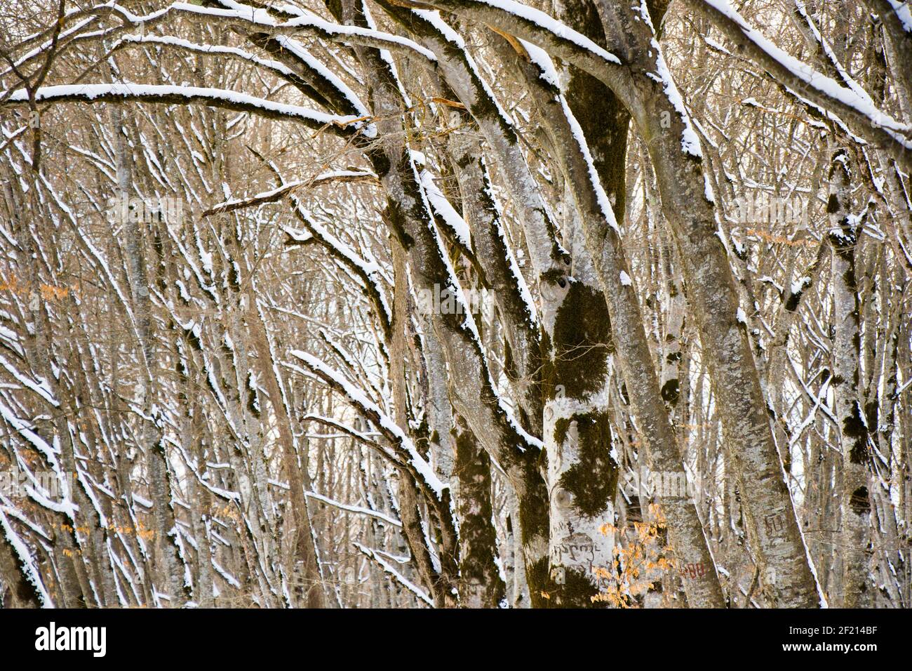 Sabaduri forest during sunlight, winter landscape, snow and trees in ...