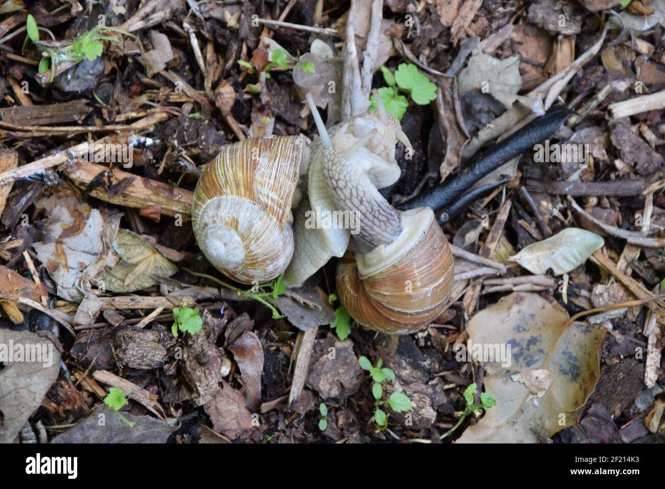 Snails mating hi-res stock photography and images - Alamy
