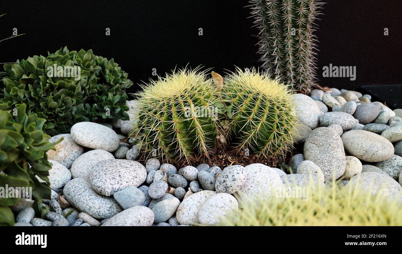 Exotic rock garden with green plants and cactus Stock Photo - Alamy