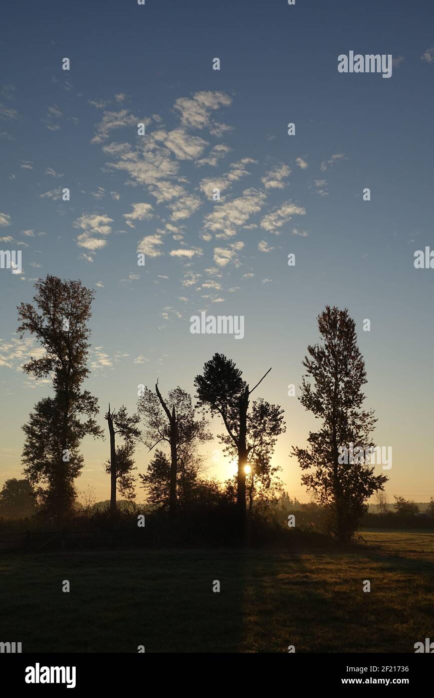 Trees with evening sky Stock Photo - Alamy