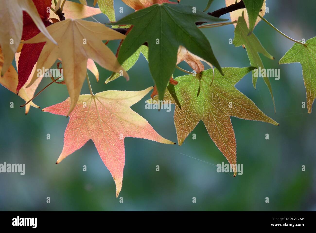 Maple branches backlit Stock Photo - Alamy
