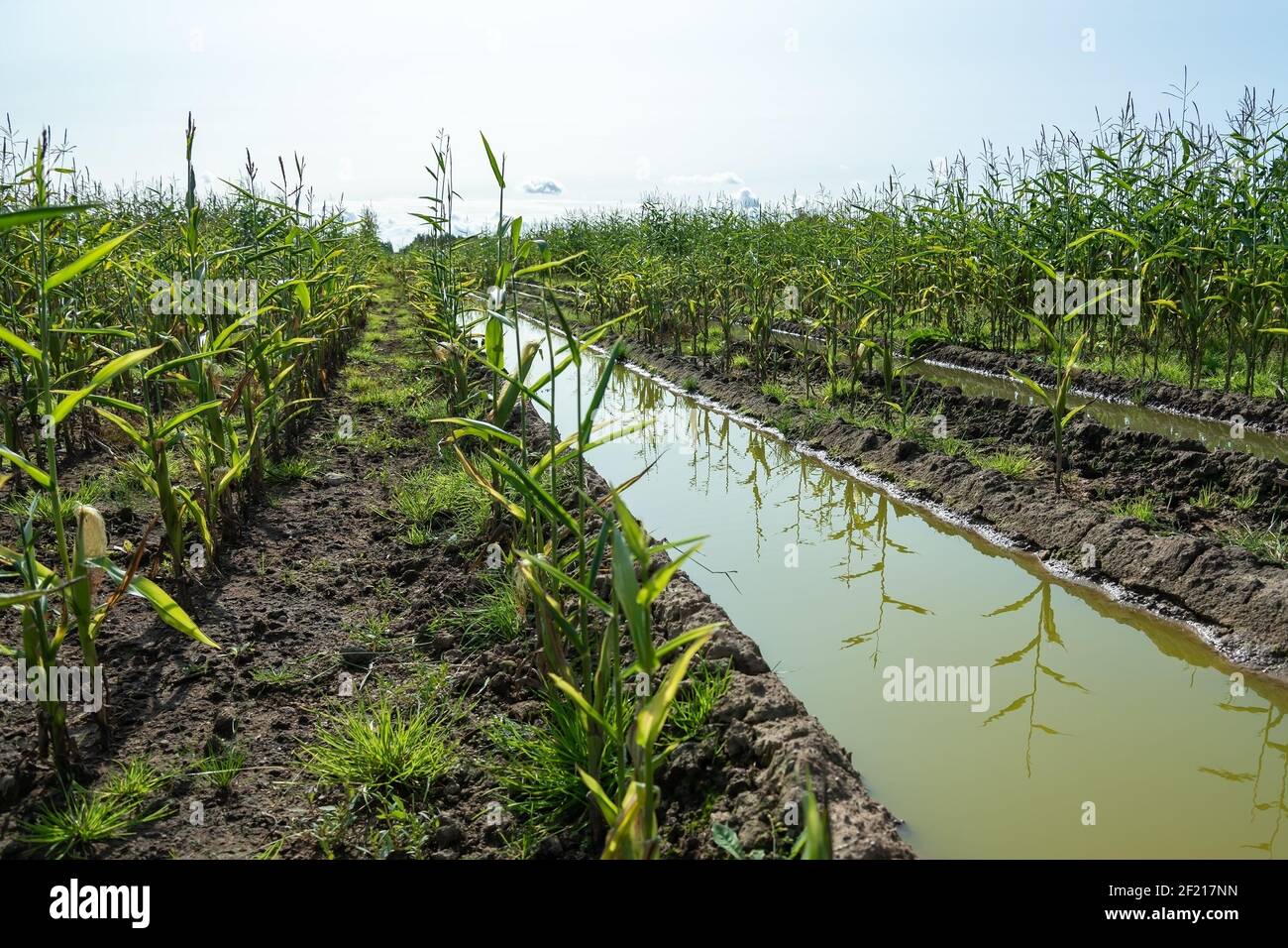 Flood on corn field hi-res stock photography and images - Alamy