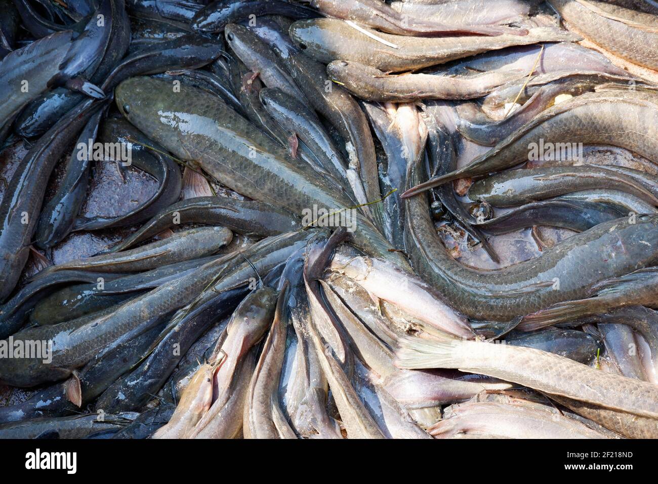 Many freshwater fish from the villagers Stock Photo - Alamy