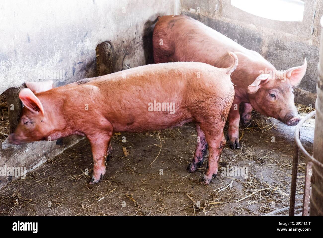 Two pigs in the kitchen Stock Photo - Alamy