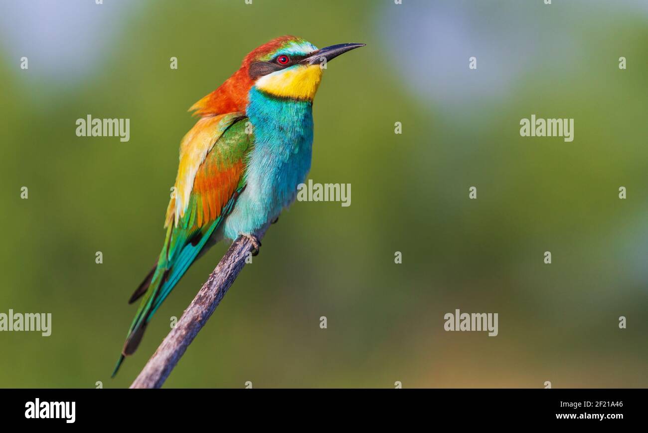 spring bird of paradise sits proudly on a branch Stock Photo - Alamy