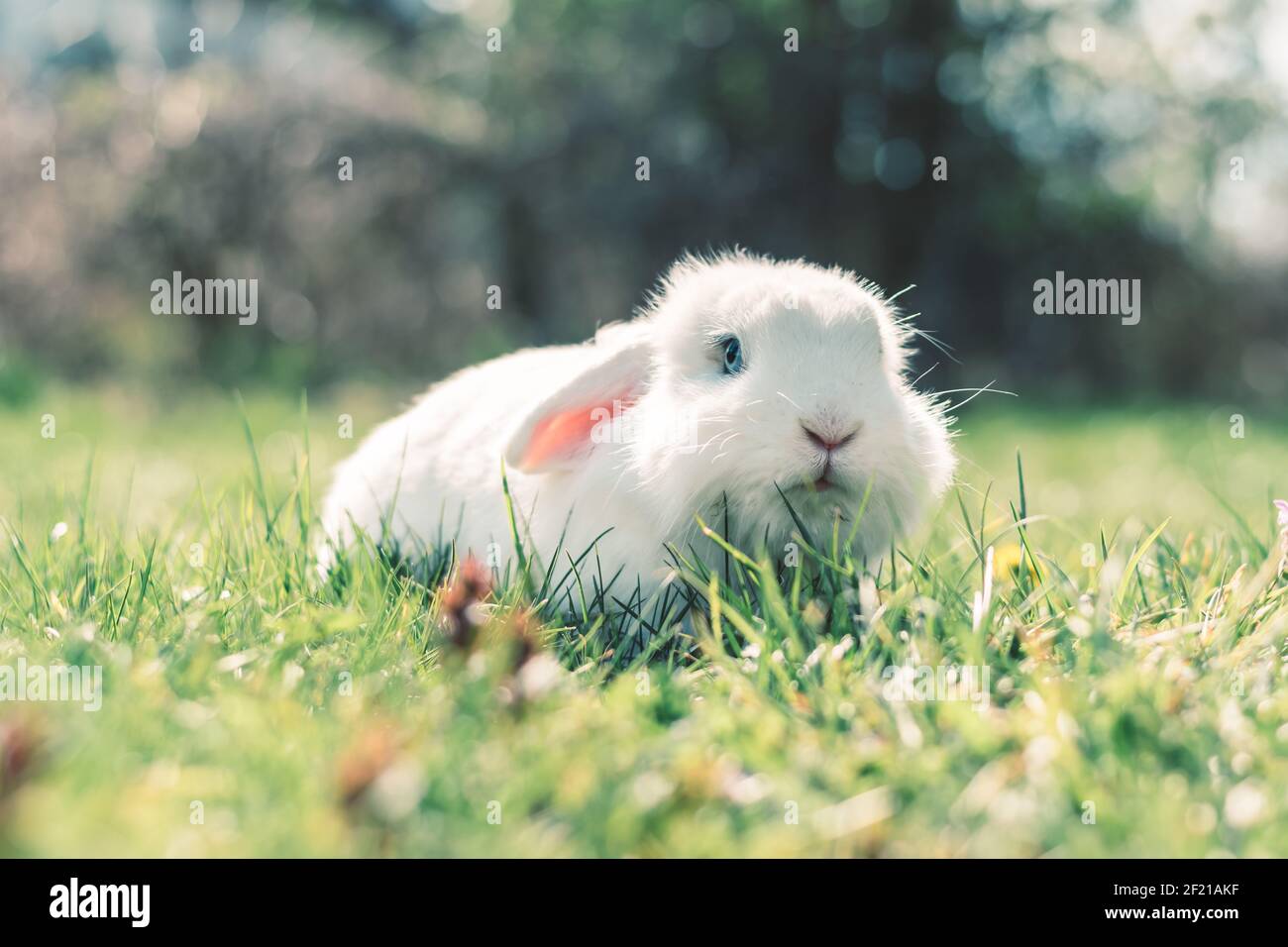 cute little white rabbit in green grass in the garden Stock Photo - Alamy