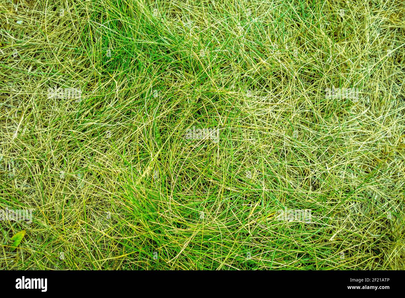Green grass close up background texture Stock Photo - Alamy