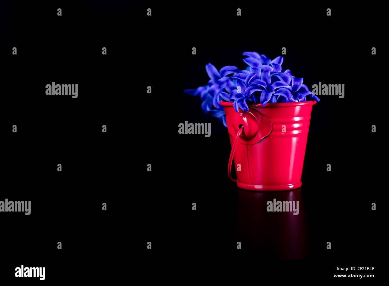 Hyacinth flowers in mini decorative bucket. Small metal bucket with ...