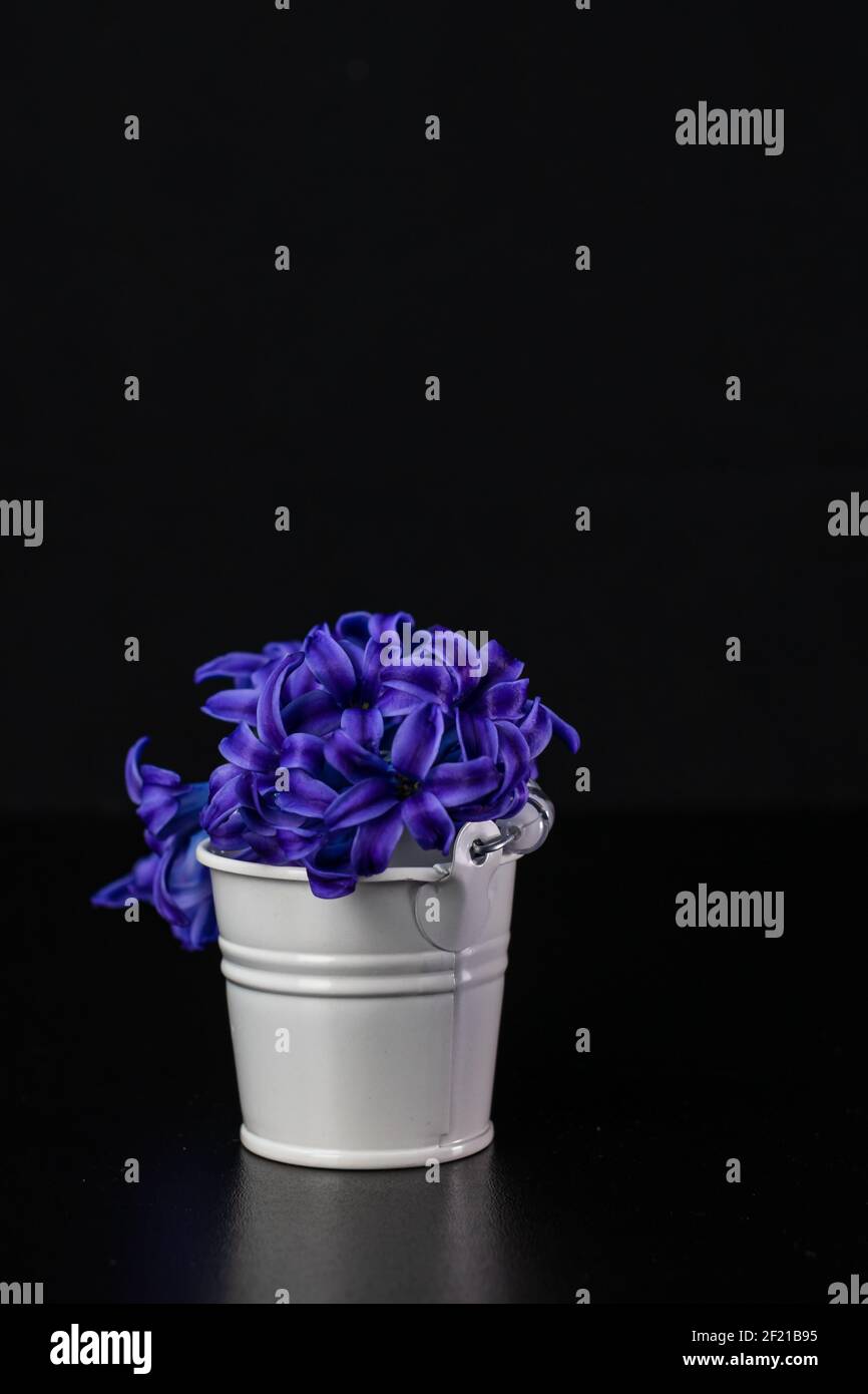Hyacinth flowers in mini decorative bucket. Small metal bucket with ...