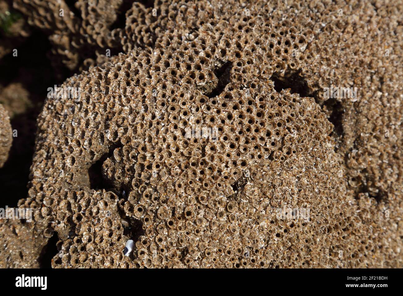 Close up of a group of Barnacles formed of course sand grains glued ...