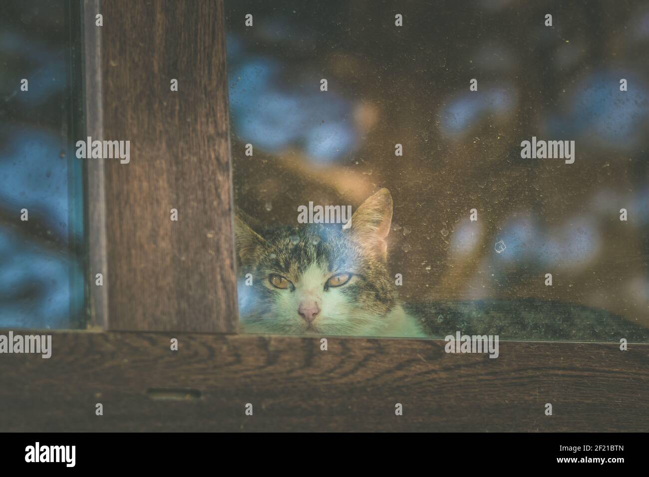 cute cat looking from behind the window Stock Photo - Alamy